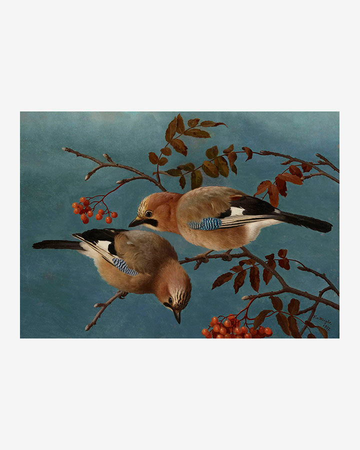 Jays poster – Museoshop